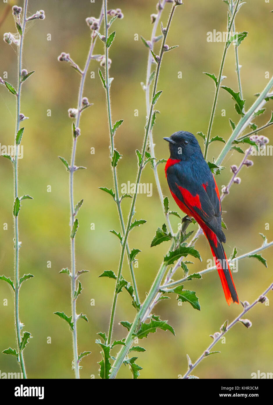 "Long-tailed Minivet (Pericrocotus ethologus) male, West Bengal, India ...