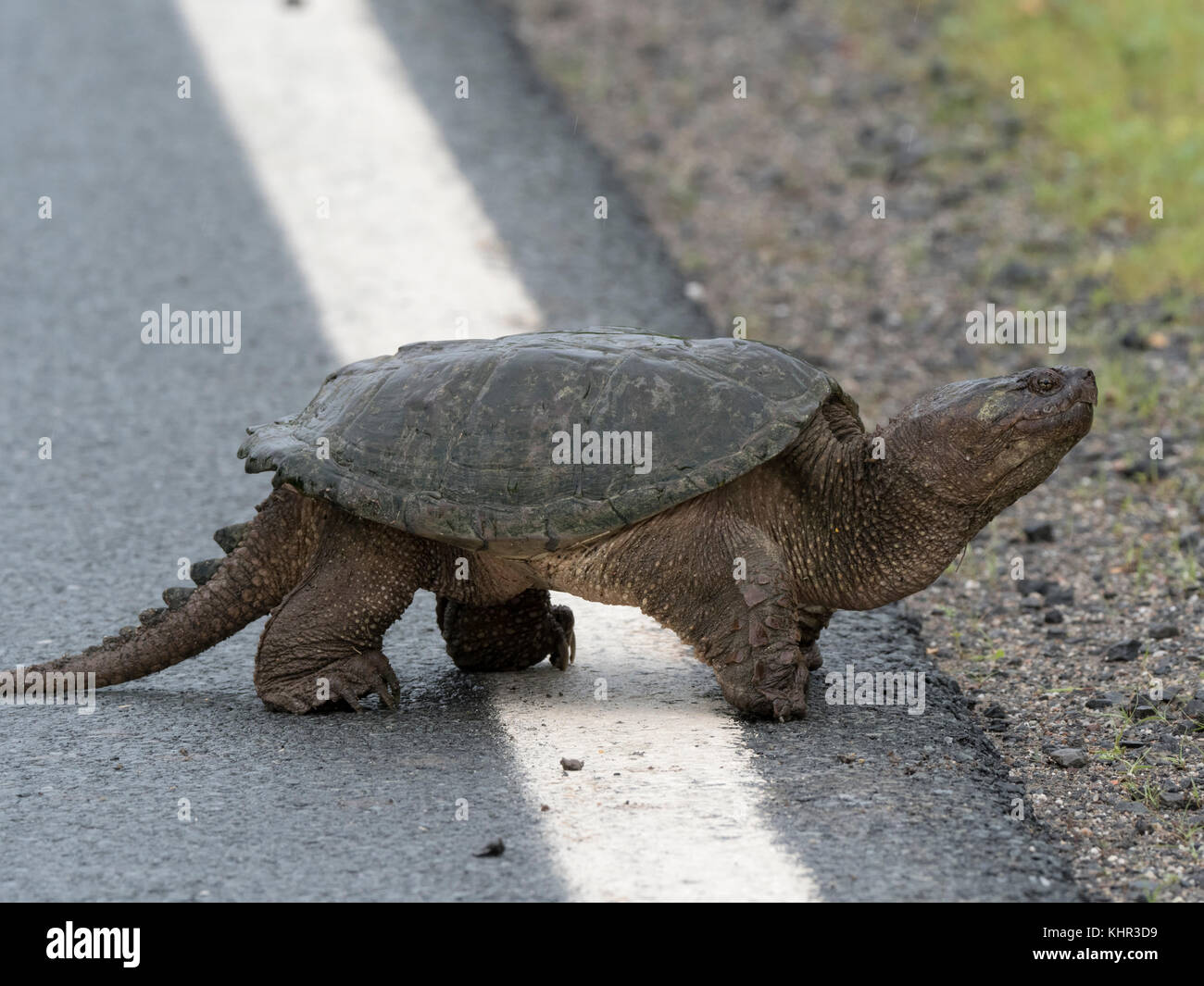 Snapping Turtle (Chelydra serpentina) female crossing highway, Nova ...