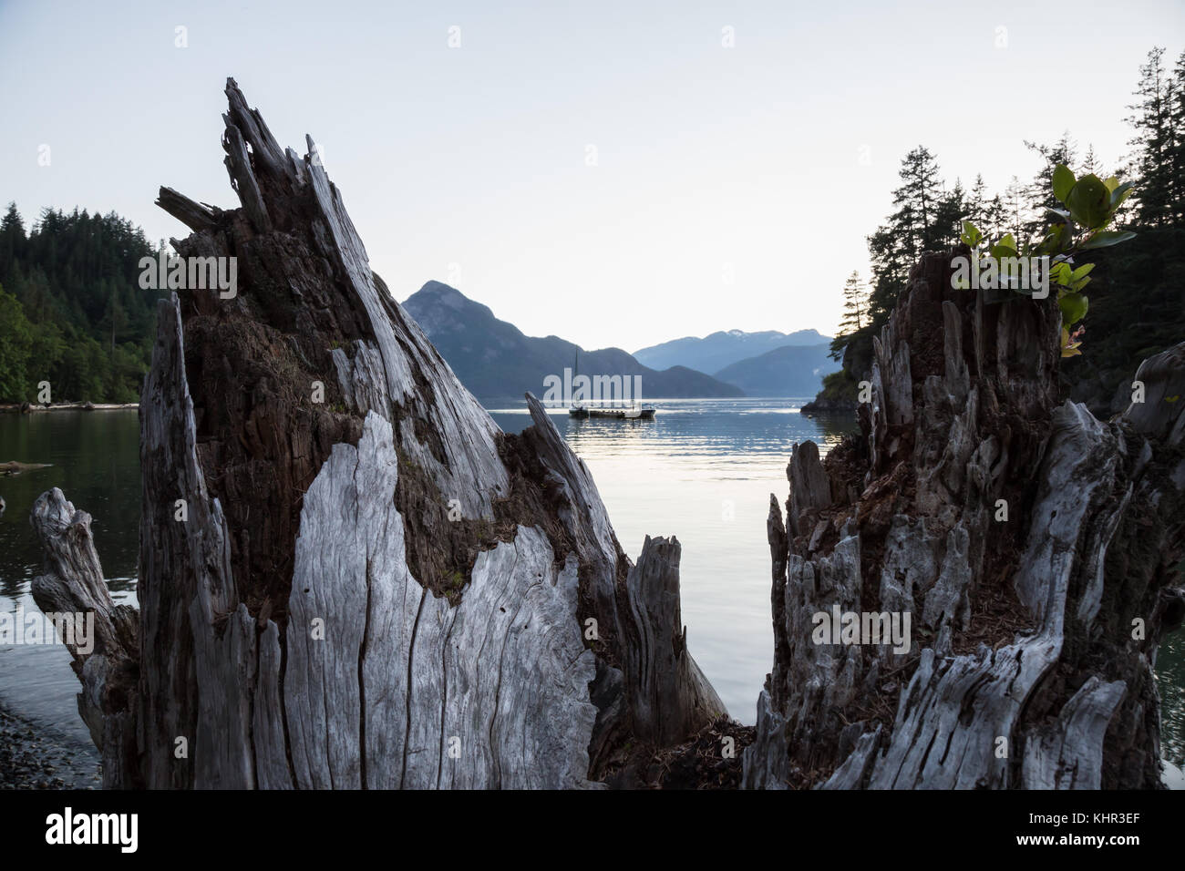 Tree root in front of the ocean inlet with mountains in the background ...