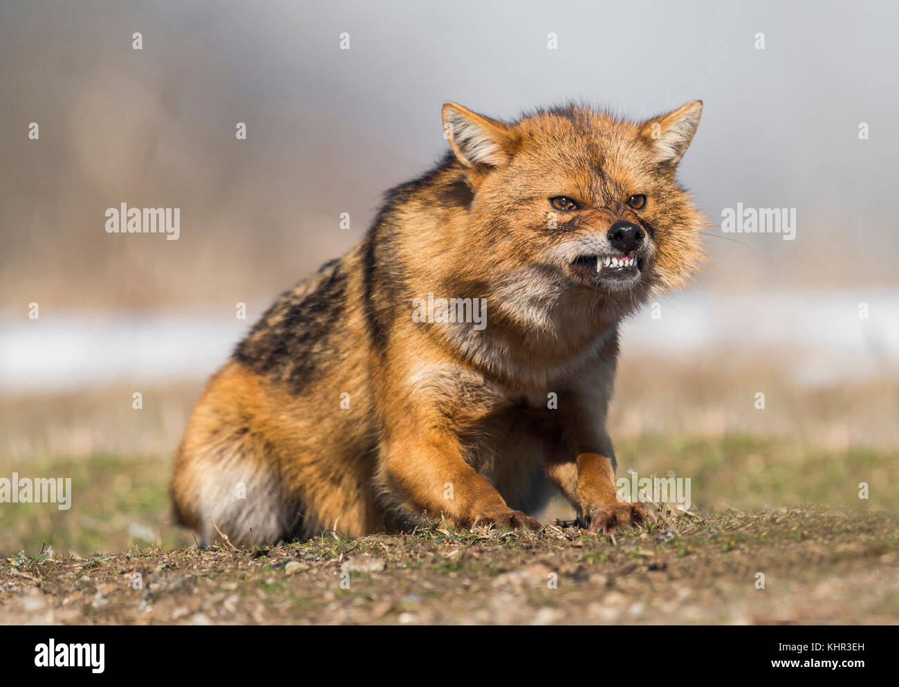 Golden Jackal (Canis aureus) snarling in aggressive posture, Danube Delta, Romania Stock Photo ...