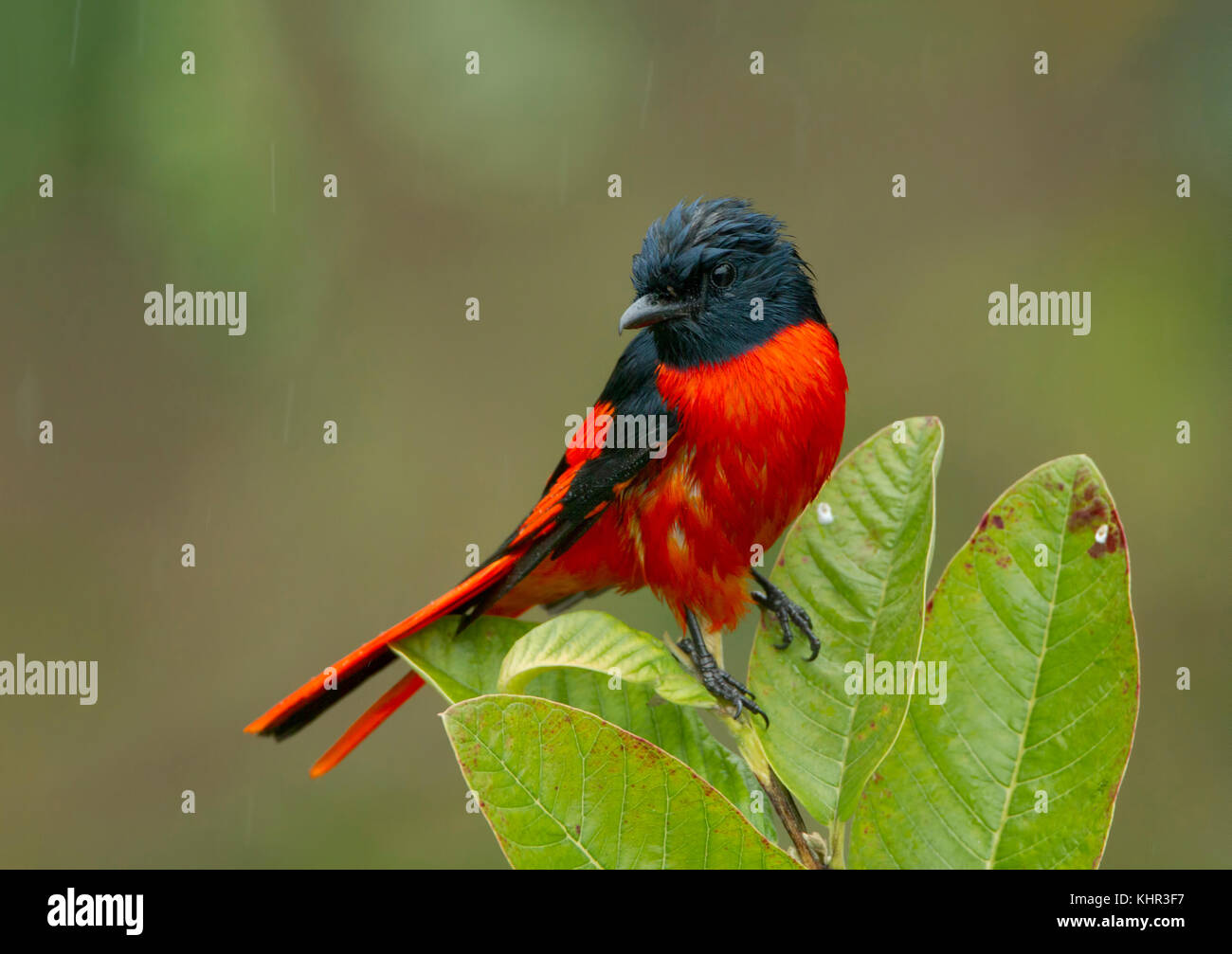 "Scarlet Minivet (Pericrocotus flammeus) male during rainfall, West ...