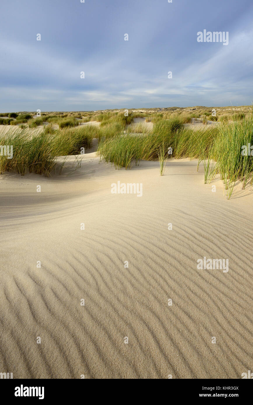 Sand dunes, Dunes of Texel National Park, Texel, Netherlands Stock Photo - Alamy