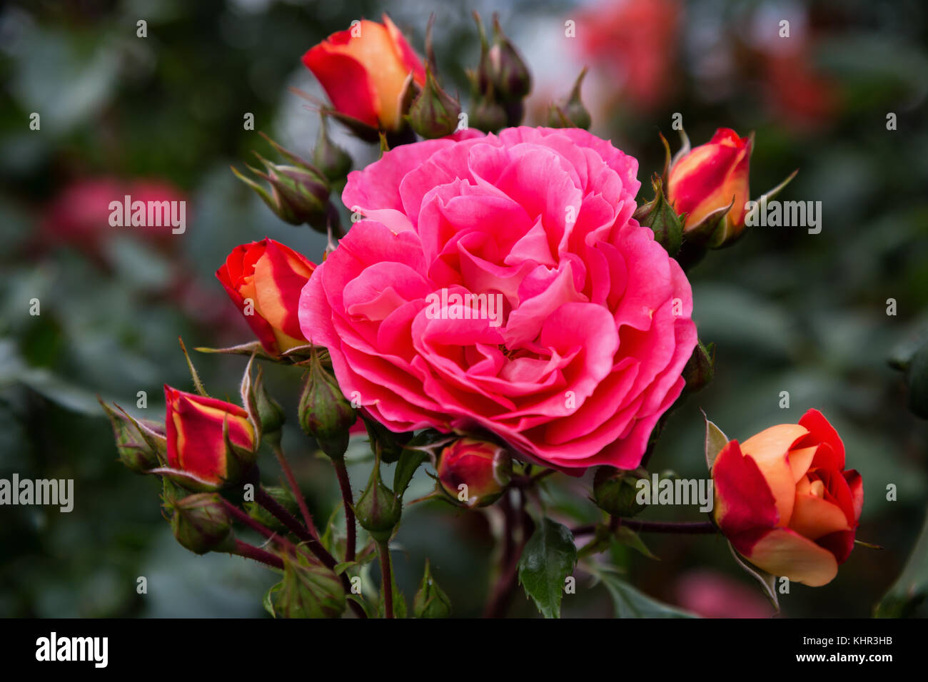 Close up of a beautiful rose Stock Photo - Alamy
