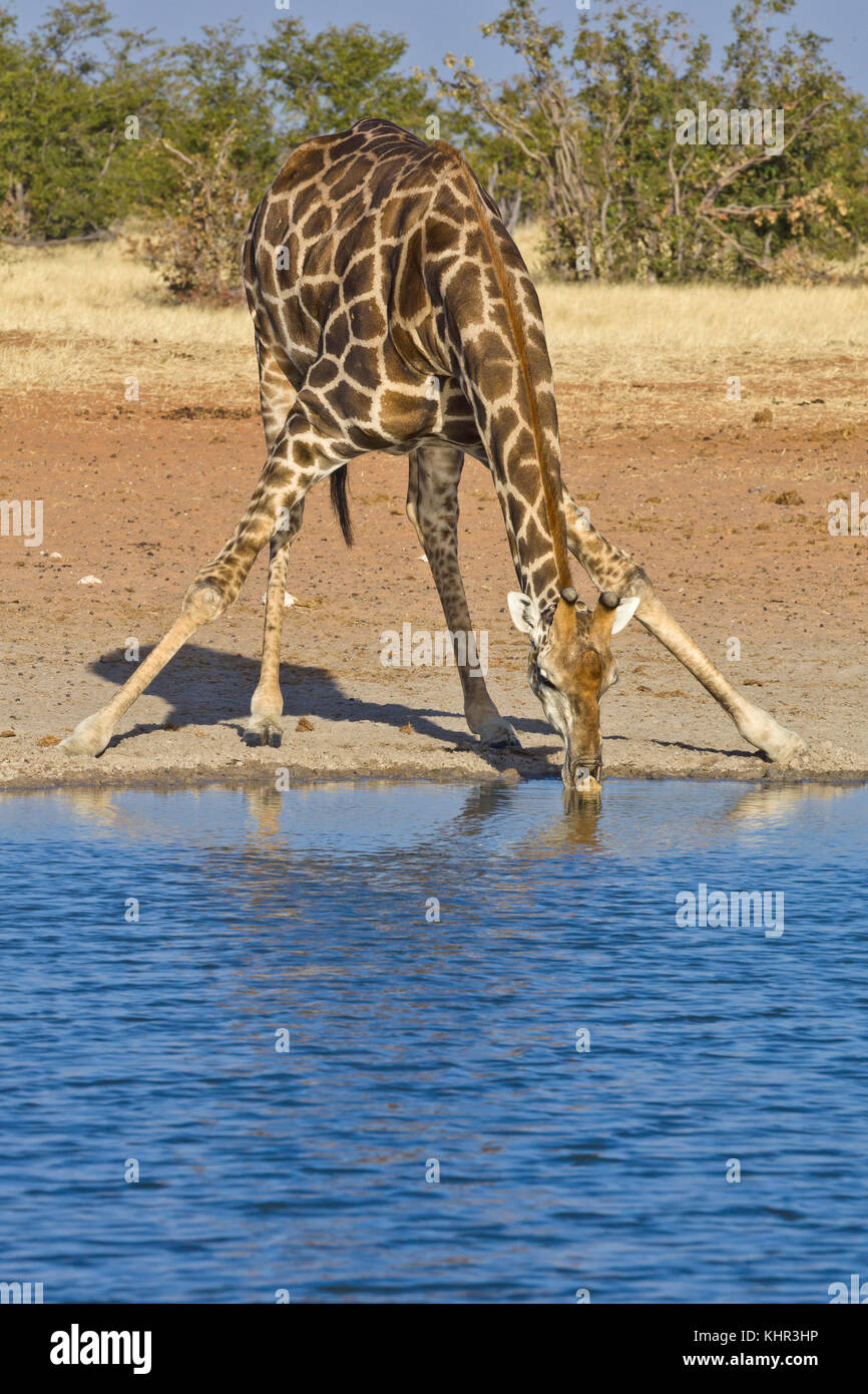 Angolan Giraffe (Giraffa giraffa angolensis) male drinking at waterhole in dry season, Etosha ...