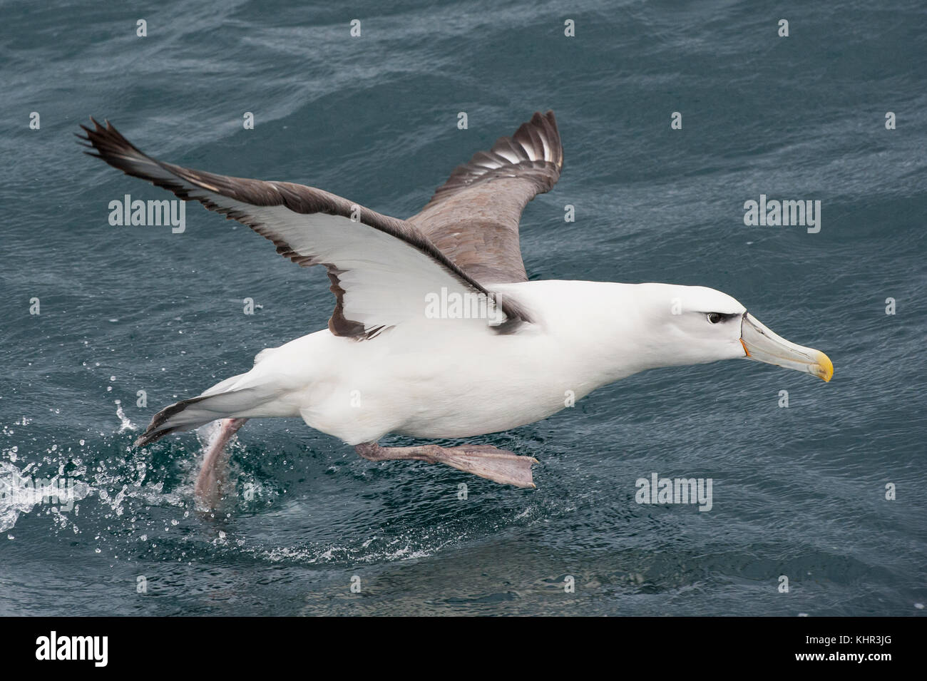 Shy Albatross (Thalassarche cauta) taking flight, Stewart Island, New ...