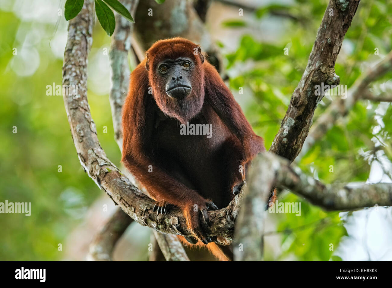 Red Howler Monkey (Alouatta seniculus), Magdalena Valley, Colombia ...