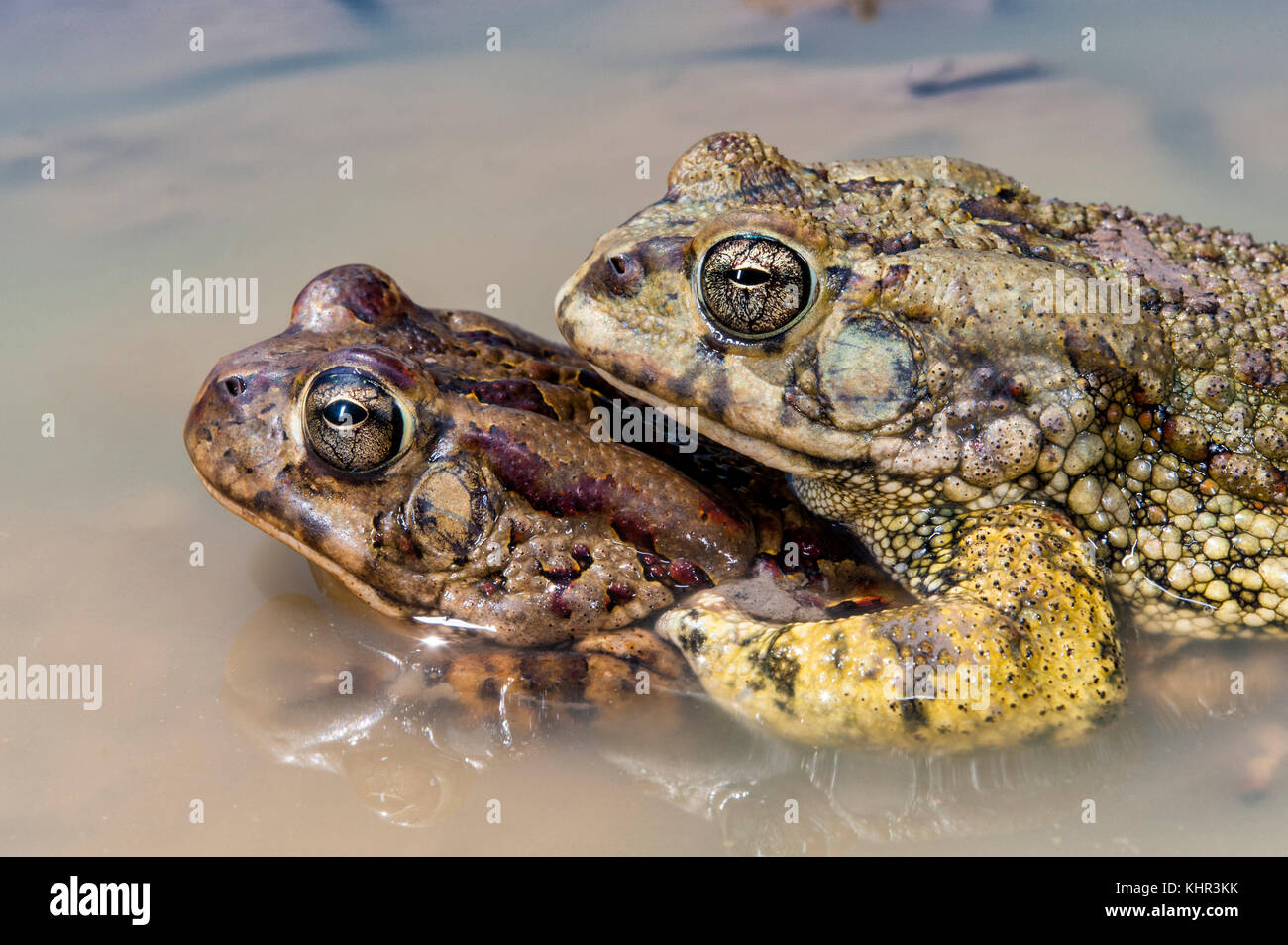 Western Olive Toad (Amietophrynus poweri) pair in amplexus in shallow ...