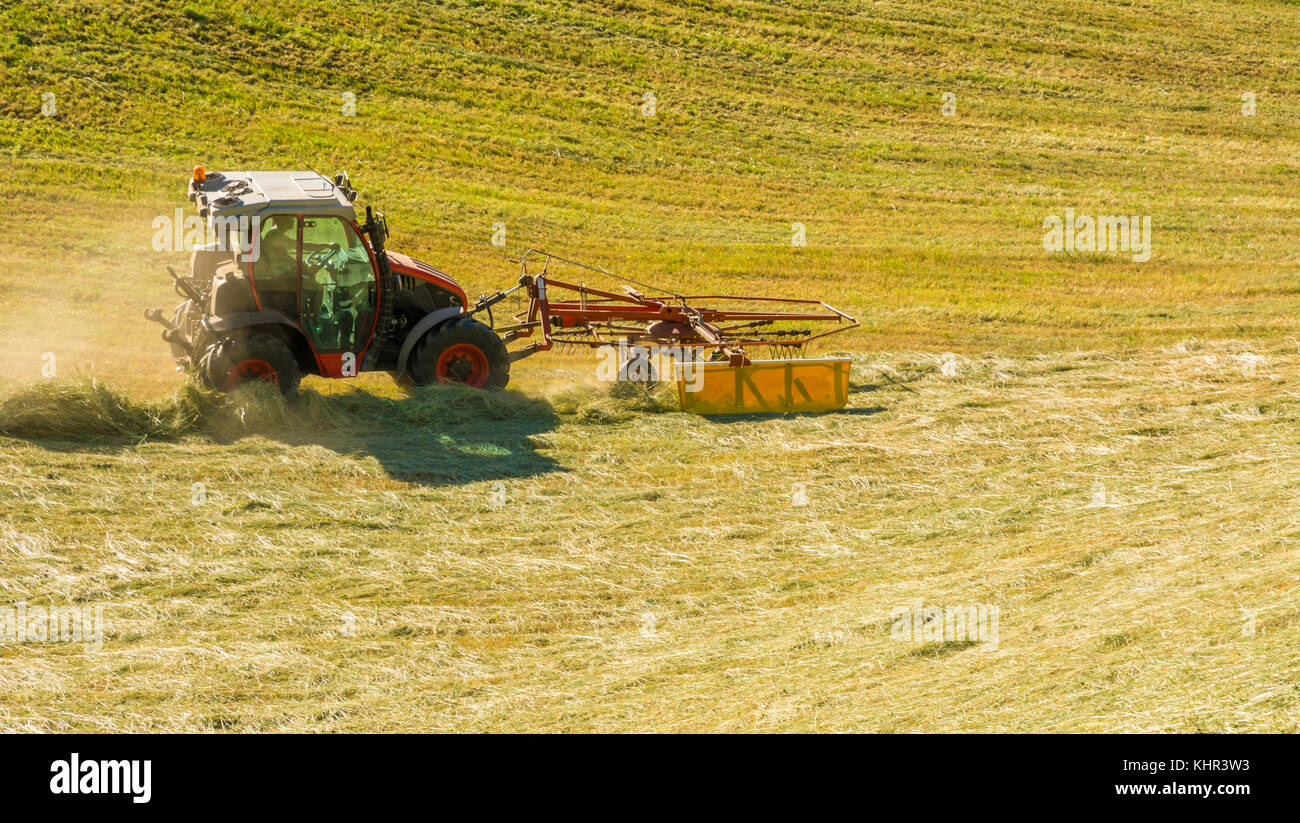 Haymaking on a hillside with rows of hay, a hay tedder and a hay-loader ...