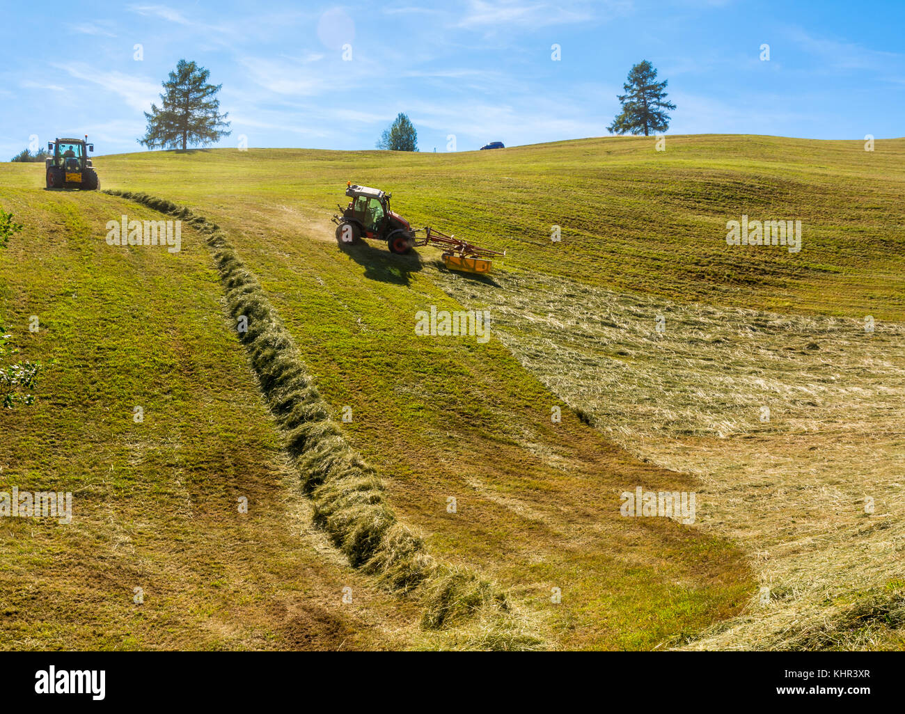 Haymaking on a hillside with rows of hay, a hay tedder and a hay-loader ...