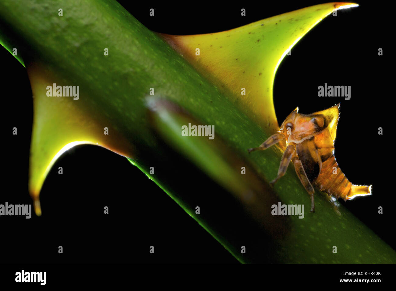Treehopper (Membracidae)mimicking a thorn, Udzungwa Mountains National ...