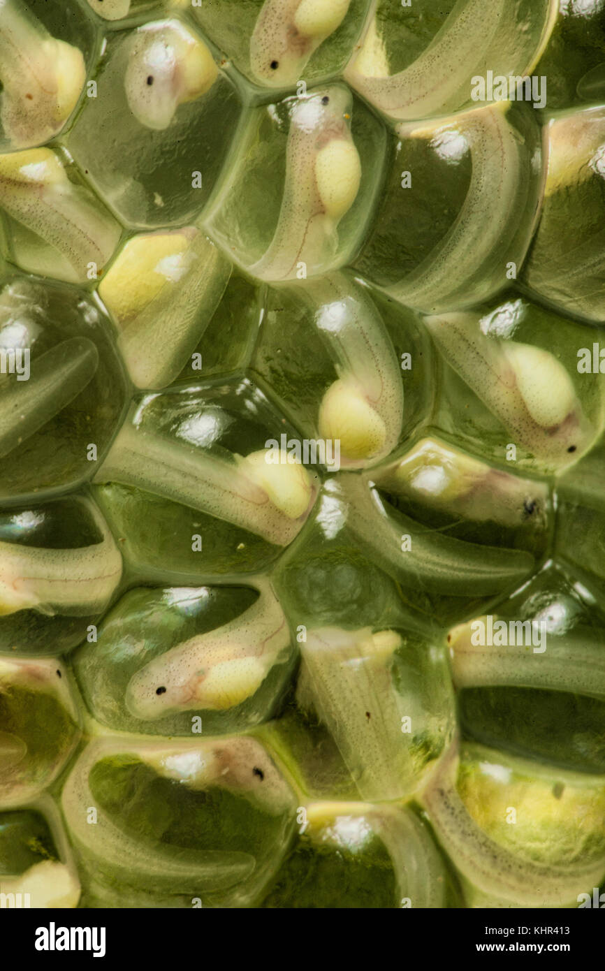 Reticulated Glass Frog (Hyalinobatrachium valerioi) embryos in egg mass ...