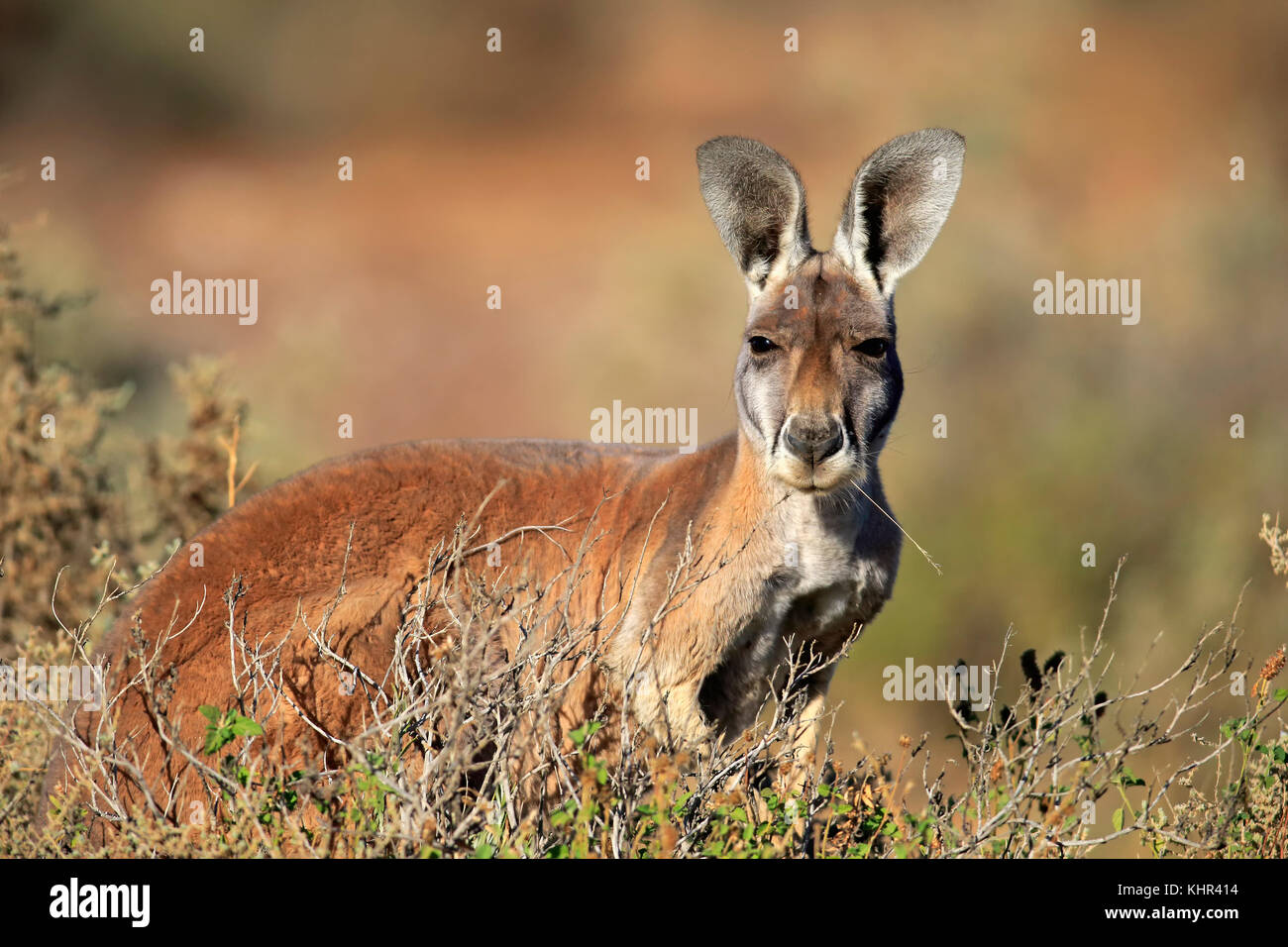 Red Kangaroo (Macropus rufus) male chewing grass, Sturt National Park ...