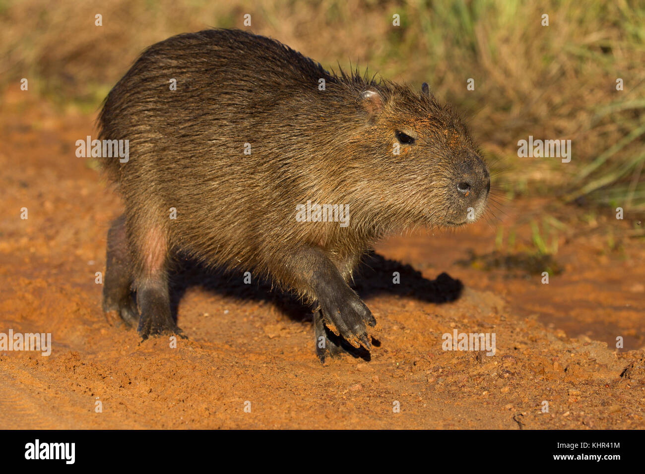 Capybara (Hydrochoerus hydrochaeris) juvenile, Ibera Provincial Reserve ...