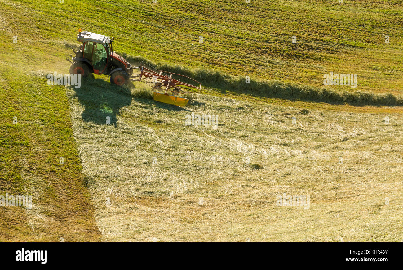 Haymaking on a hillside with rows of hay, a hay tedder and a hay-loader ...