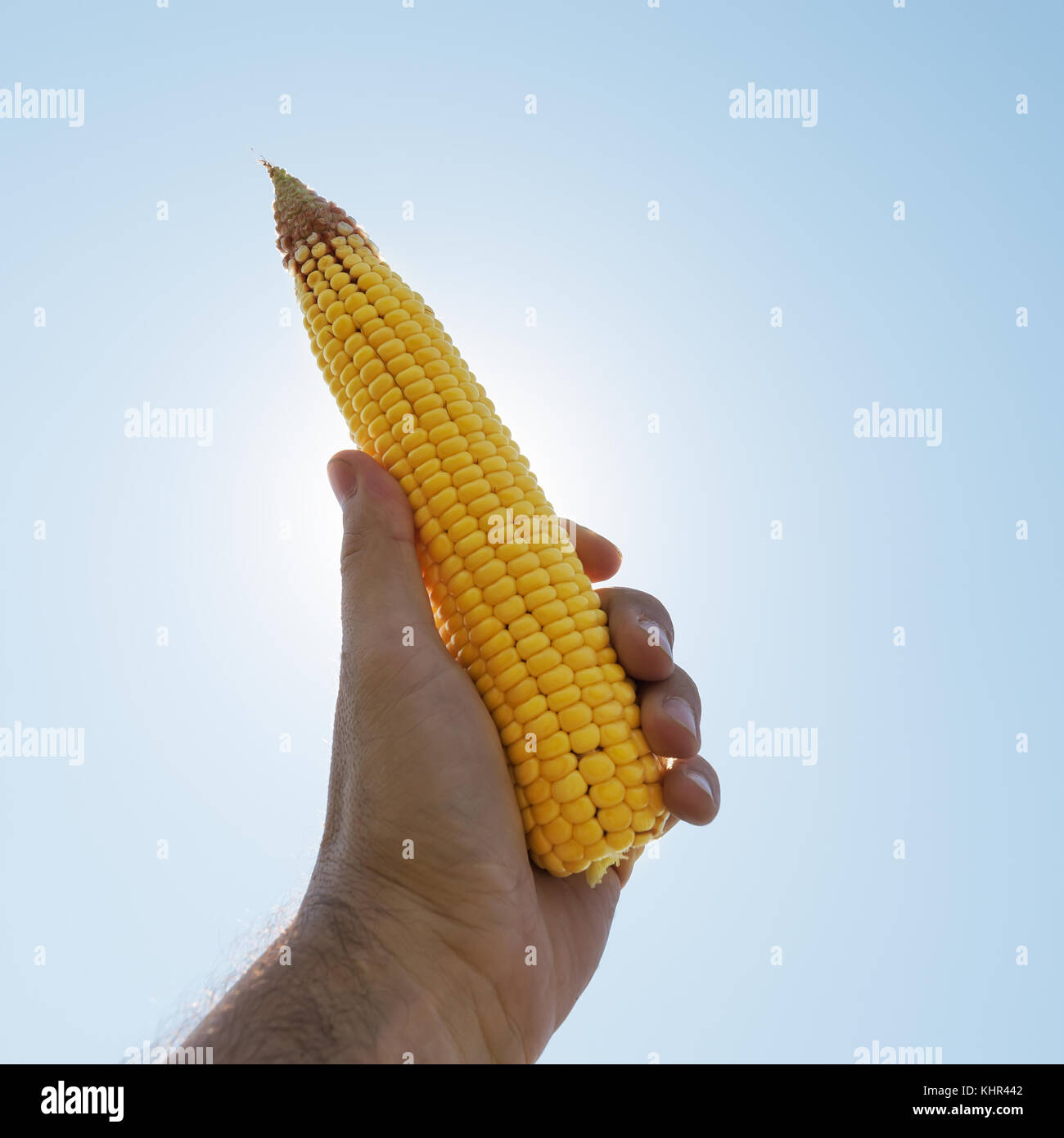 golden maize in hand sun against Stock Photo - Alamy