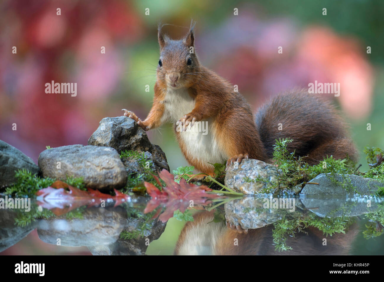 Eurasian Red Squirrel (Sciurus vulgaris), Netherlands Stock Photo - Alamy
