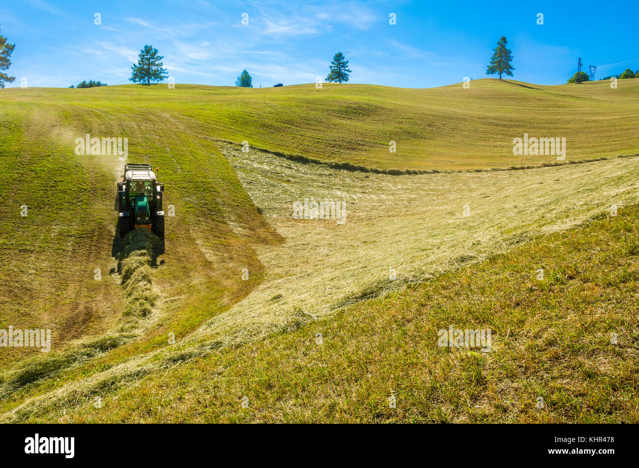 Haymaking on a hillside with rows of hay, a hay tedder and a hay-loader ...