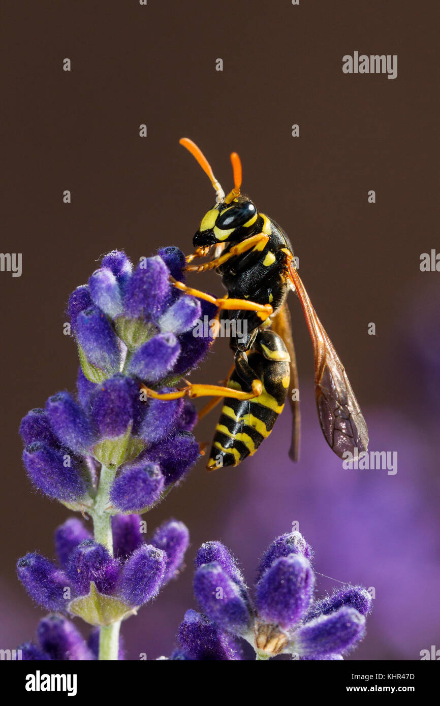European Paper Wasp (Polistes dominulus), Bavaria, Germany Stock Photo ...