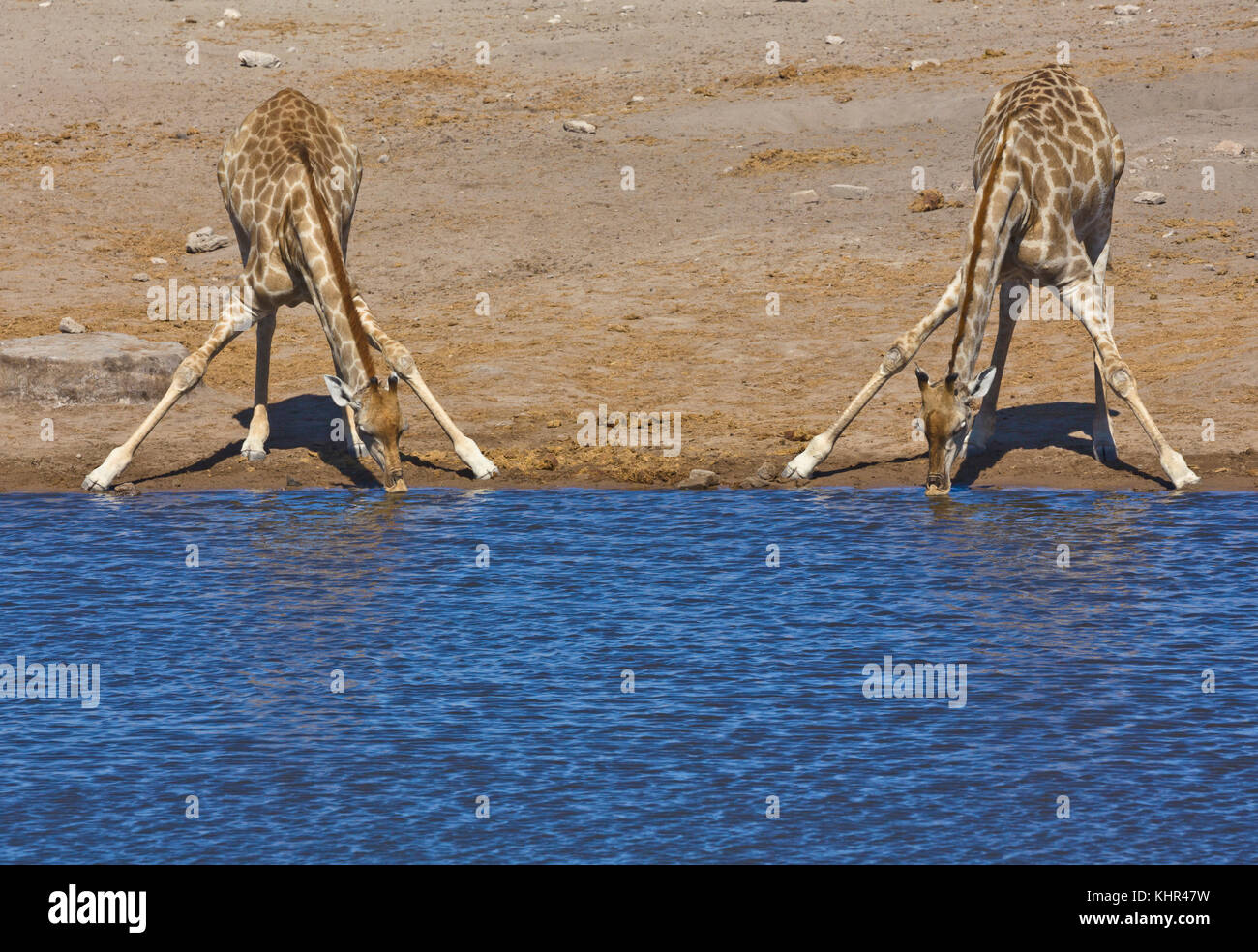 Angolan Giraffe (Giraffa giraffa angolensis) pair drinking at waterhole in dry season, Etosha ...