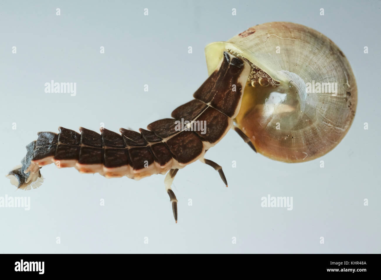 Firefly (Lampyridae) larva feeding on snail, Yasuni National Park ...
