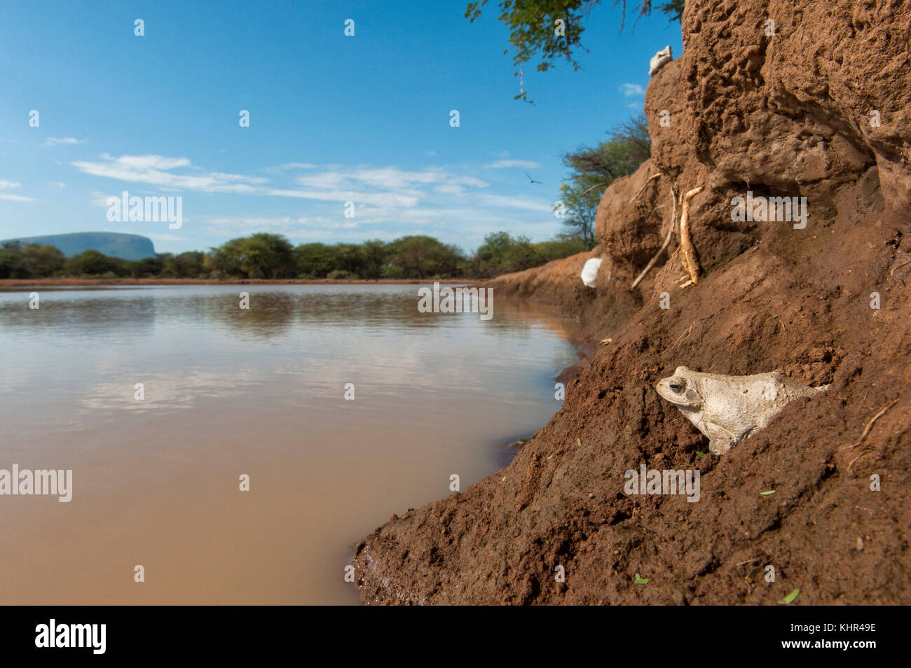 Grey Tree Frog (Chiromantis xerampelina) on shore of waterhole ...