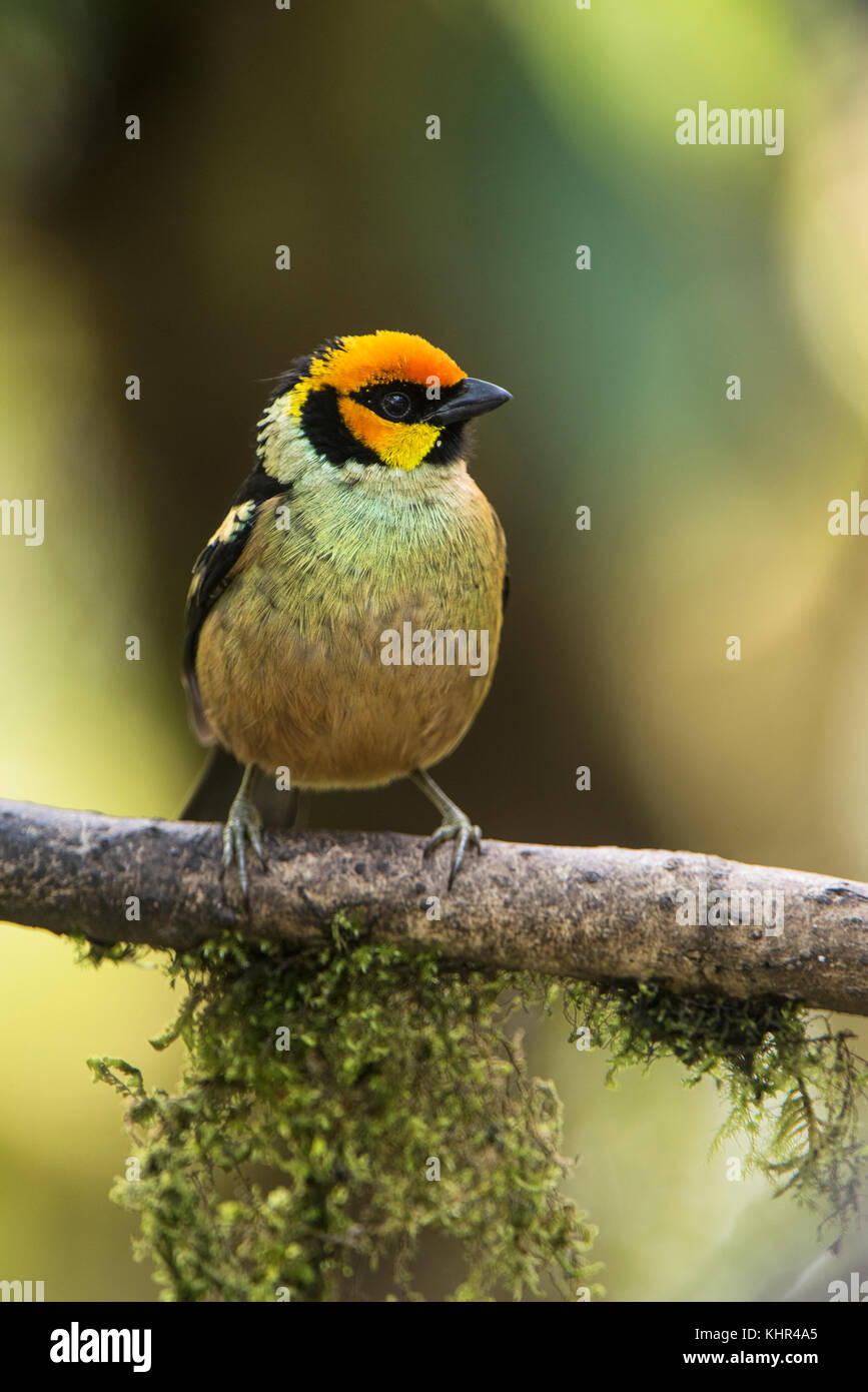 Flame-faced Tanager (Tangara parzudakii), western slope of Andes ...
