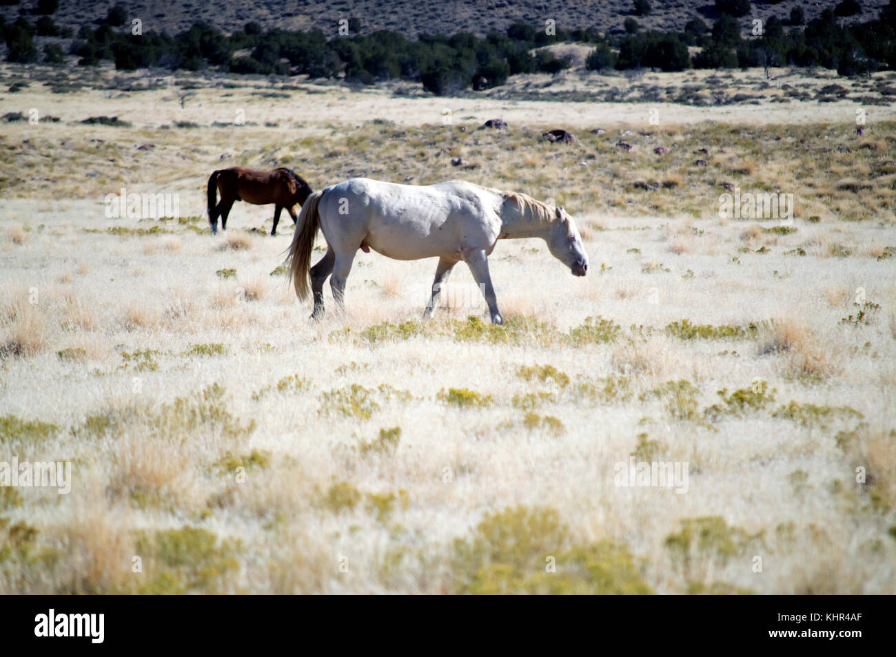 A wild white stallion grazing in the Utah desert Stock Photo - Alamy