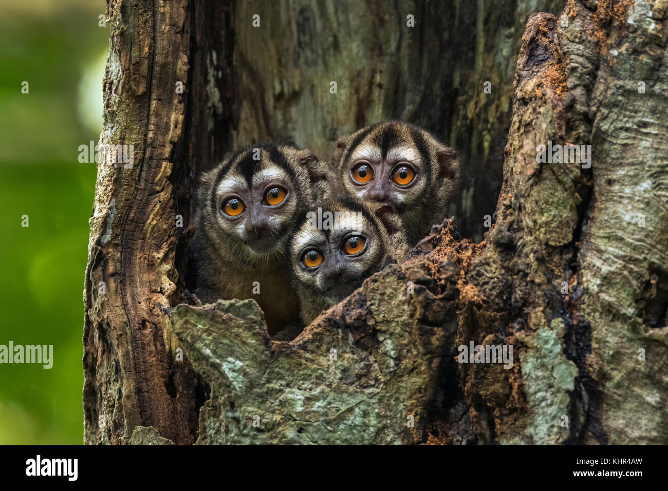 Gray-handed Night Monkey (Aotus griseimembra) trio in tree cavity ...