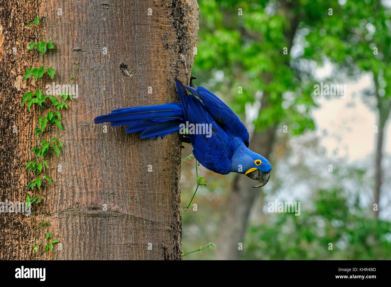 Hyacinth Macaw (Anodorhynchus hyacinthinus), Pantanal, Mato Grosso ...
