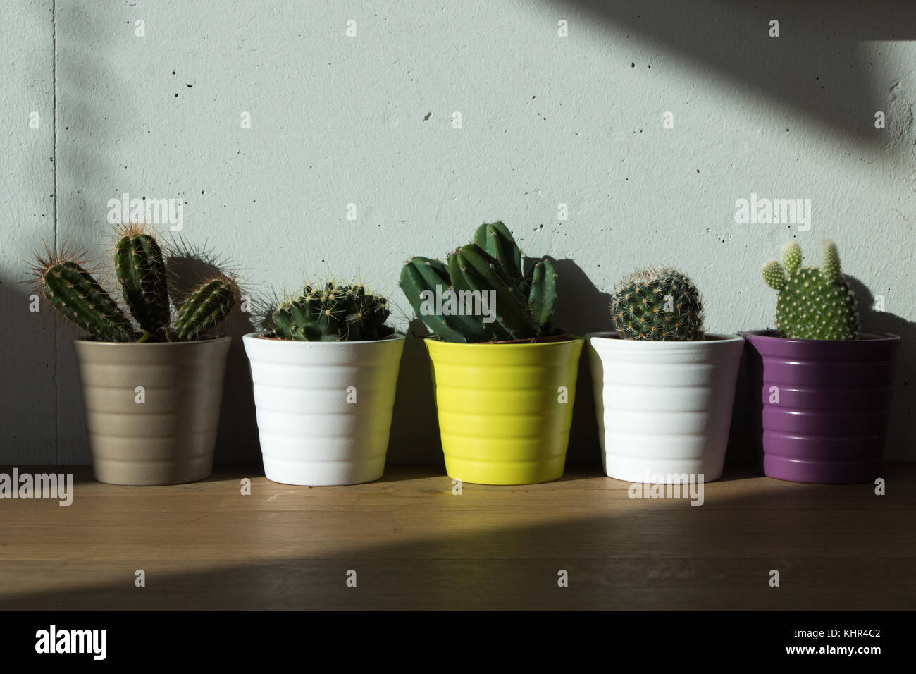 Cacti: a group of small cacti in colourful pots Stock Photo - Alamy