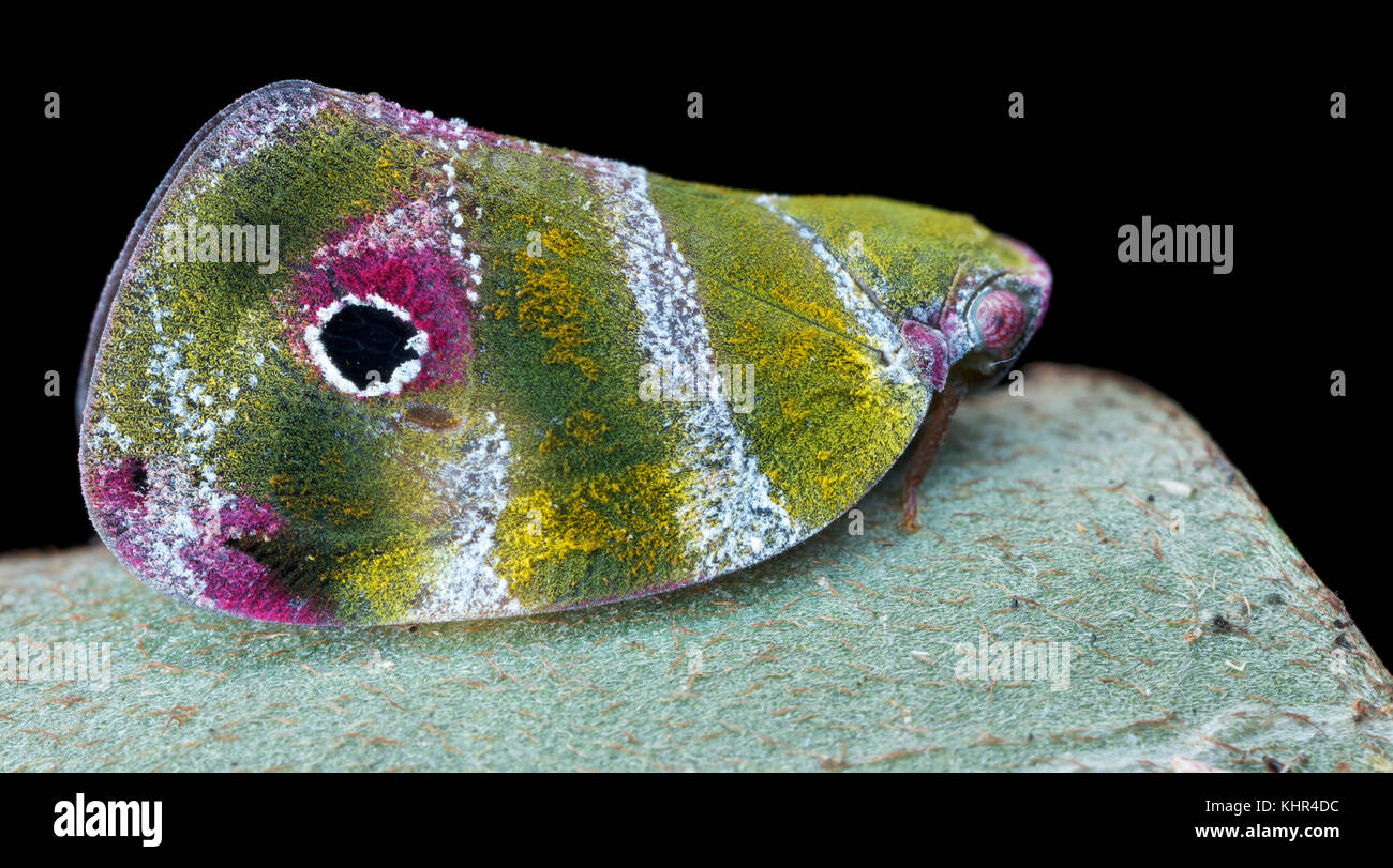Planthopper (Ricaniidae) with colourful wax secretions, Udzungwa ...