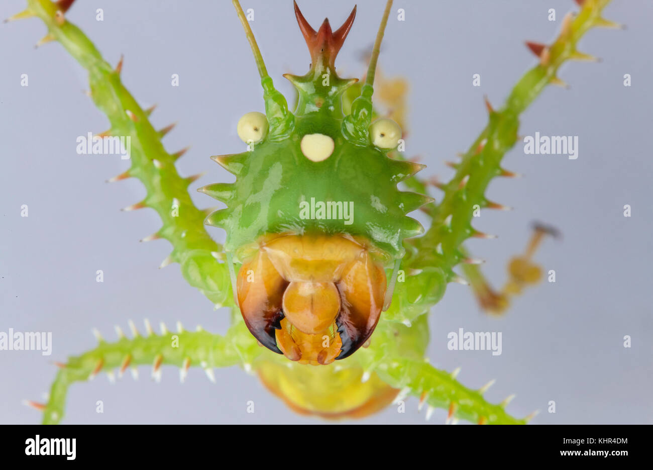 Katydid (Panacanthus cuspidatus) in defensive posture, Yasuni National ...