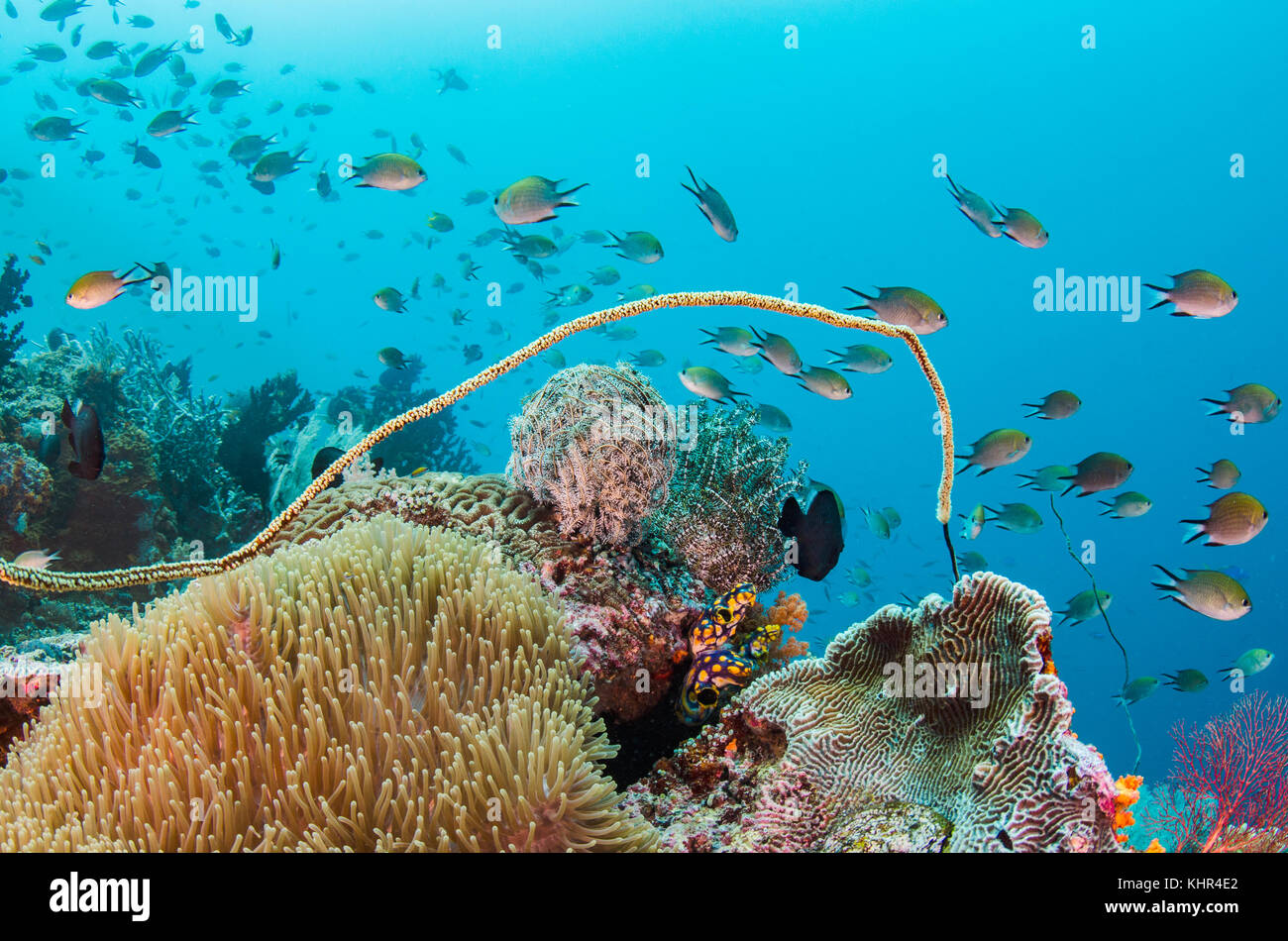 Coral reef, Raja Ampat Islands, Indonesia Stock Photo - Alamy