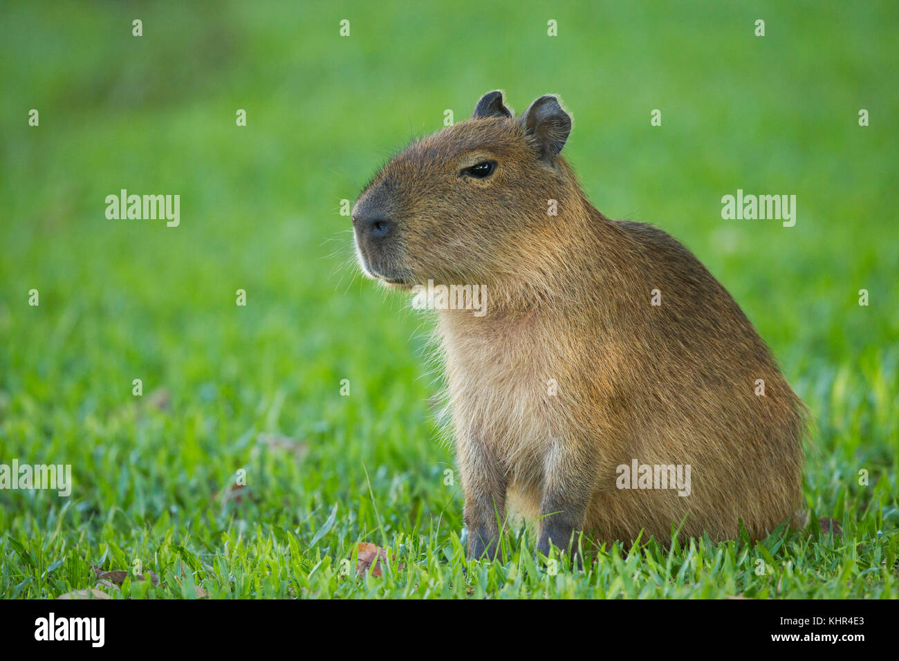 Capybara (Hydrochoerus hydrochaeris) juvenile, Ibera Provincial Reserve ...