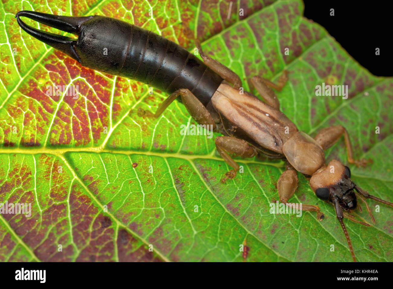 Earwig female, Mount Isarog National Park, Philippines Stock Photo - Alamy