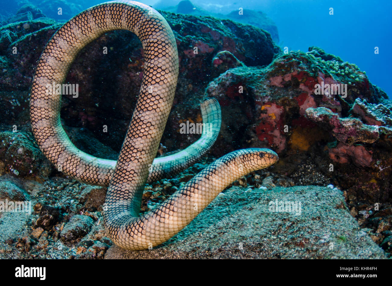 Broad-banded Blue Sea Krait (Laticauda semifasciata), Gili Air, Banda ...