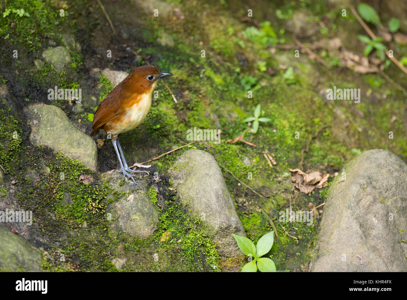 Yellow-breasted Antpitta (Grallaria flavotincta), Ecuador Stock Photo ...