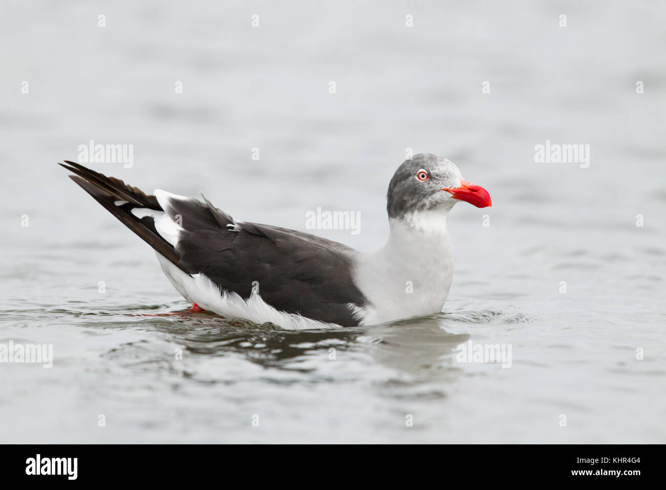 Dolphin Gull (Leucophaeus scoresbii), Punta Arenas, Strait of Magellan ...