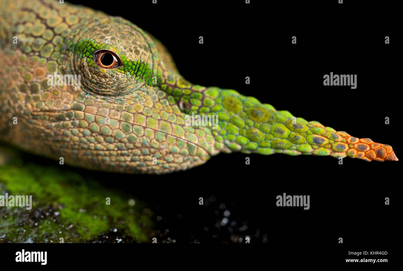 Pinocchio Chameleon (Calumma gallus), Antananarivo, Madagascar Stock ...