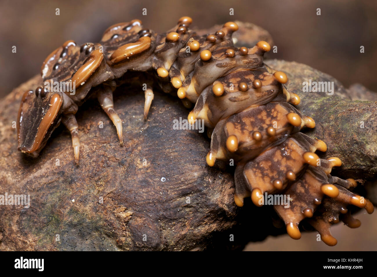 Trilobite Beetle (Platerodrilus sp) neotenic female remains in her ...