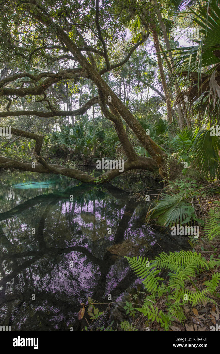 Ferns and trees along spring, Juniper Springs Recreation Area, Ocala ...