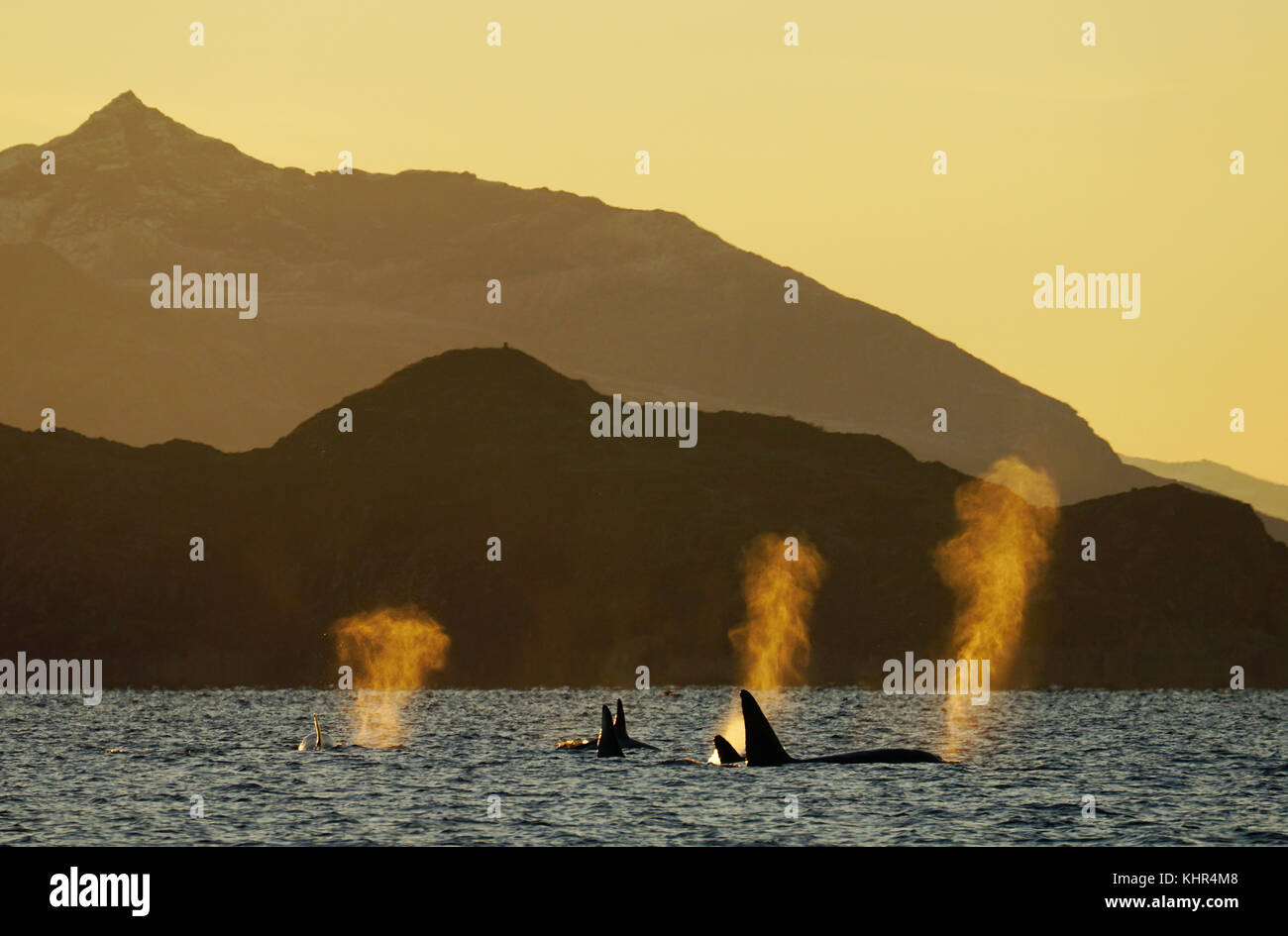 Orca (Orcinus orca) pod surfacing, Senja Fjord, Norway Stock Photo - Alamy