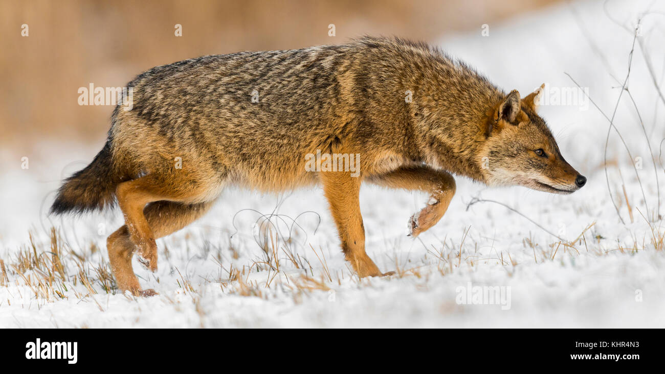 Golden Jackal (Canis aureus) stalking in winter, Danube Delta, Romania Stock Photo - Alamy