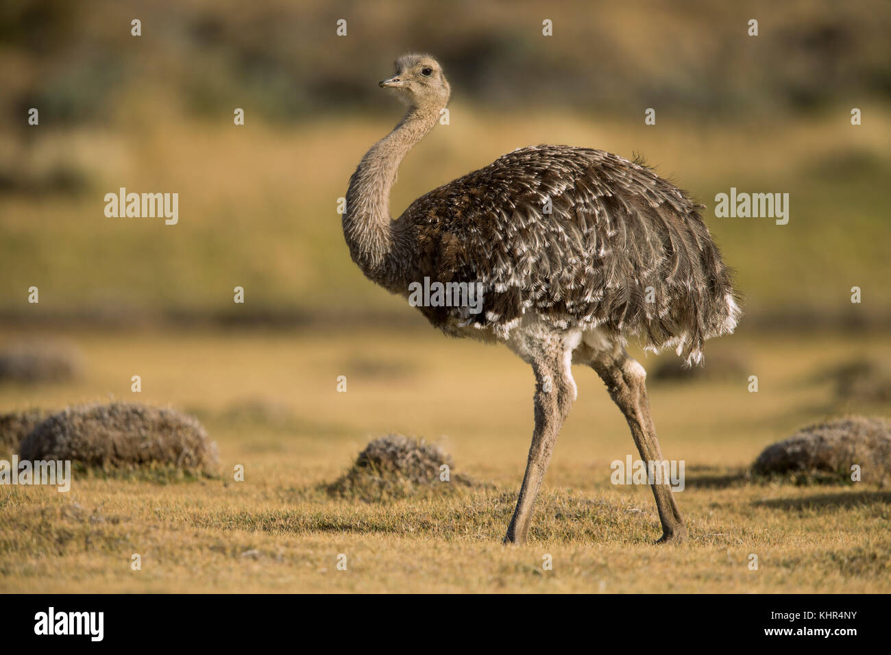 Lesser Rhea (Rhea pennata), Torres del Paine National Park, Patagonia ...