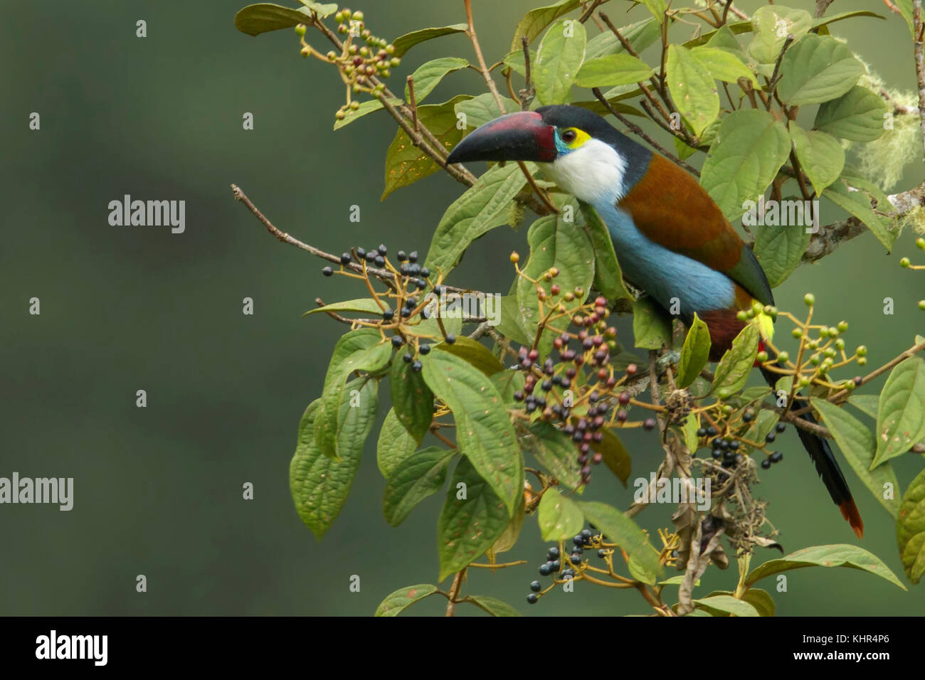 Black-billed Mountain-Toucan (Andigena nigrirostris), Colombia Stock ...