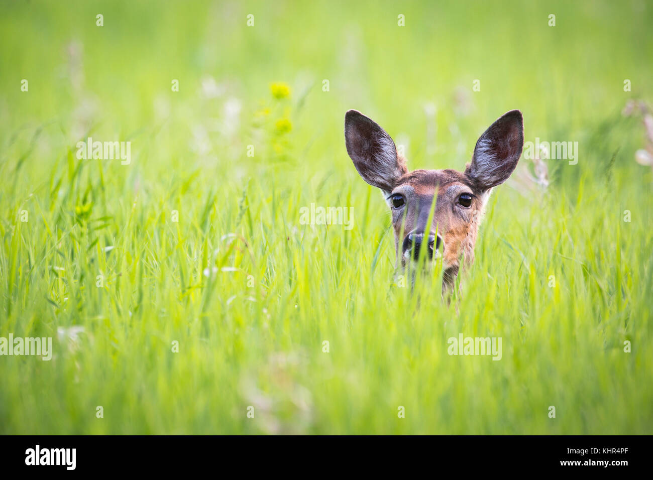 White-tailed Deer (Odocoileus virginianus) doe in tall grass, Fort ...