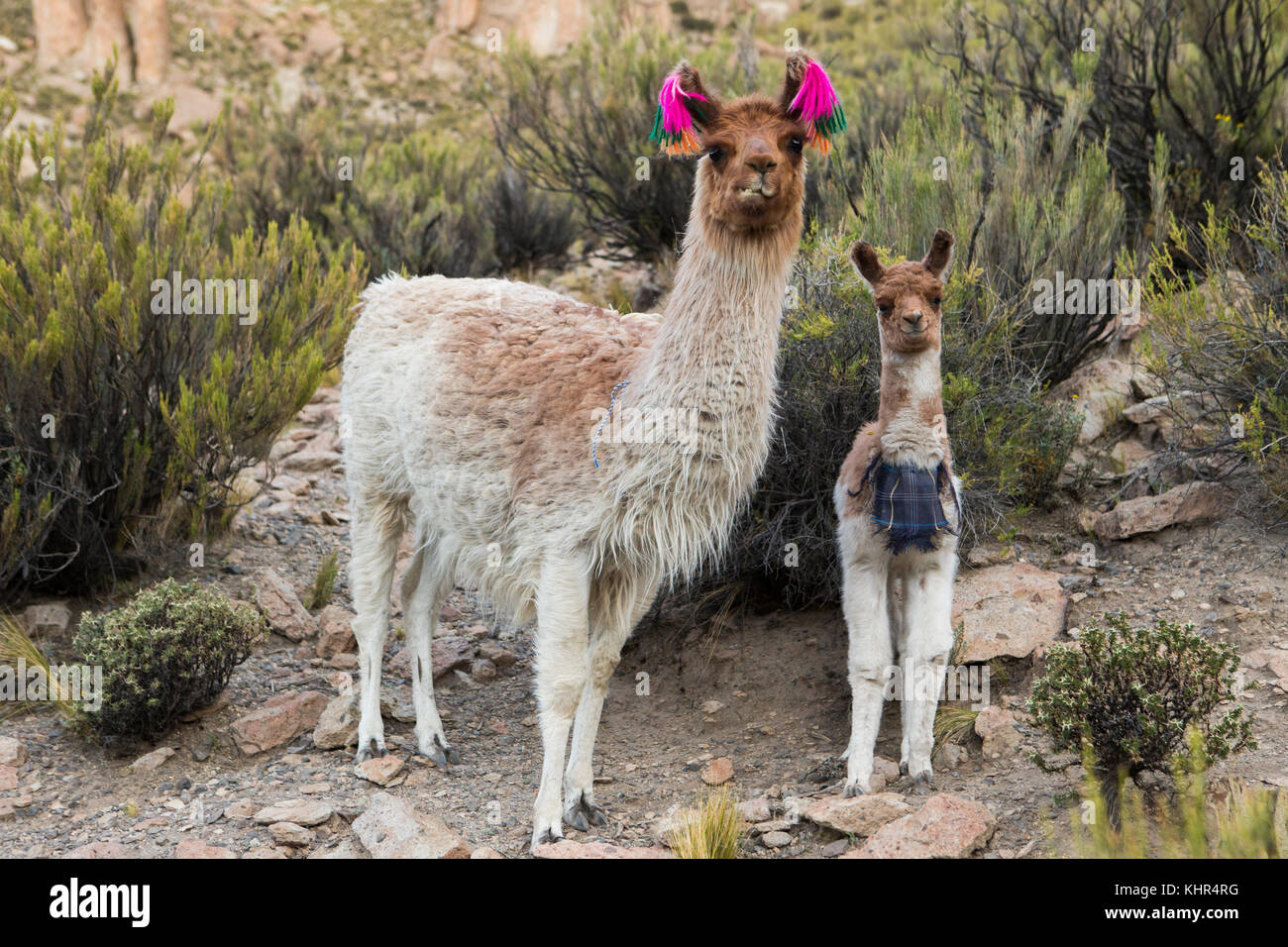 Llama (Lama glama) mother and cria, Abra Granada, Andes, northwestern ...