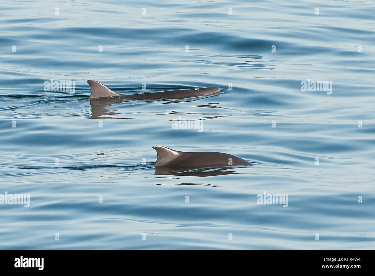 Dwarf Sperm Whale (Kogia sima) pair surfacing, Gulf of California, Baja ...