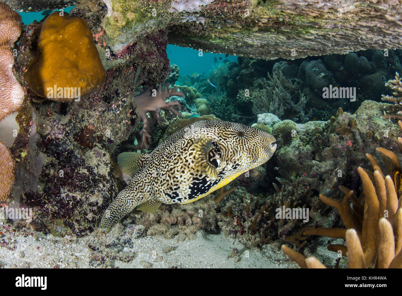 Map Puffer (Arothron mappa), Raja Ampat Islands, Indonesia Stock Photo ...