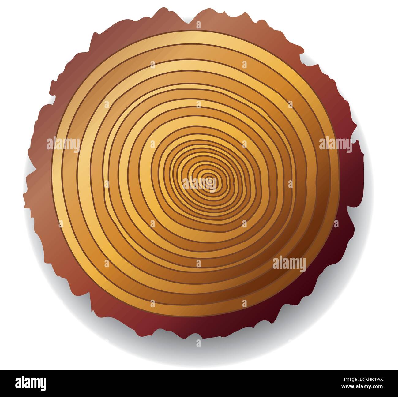 Cross section tree vector hi-res stock photography and images - Alamy